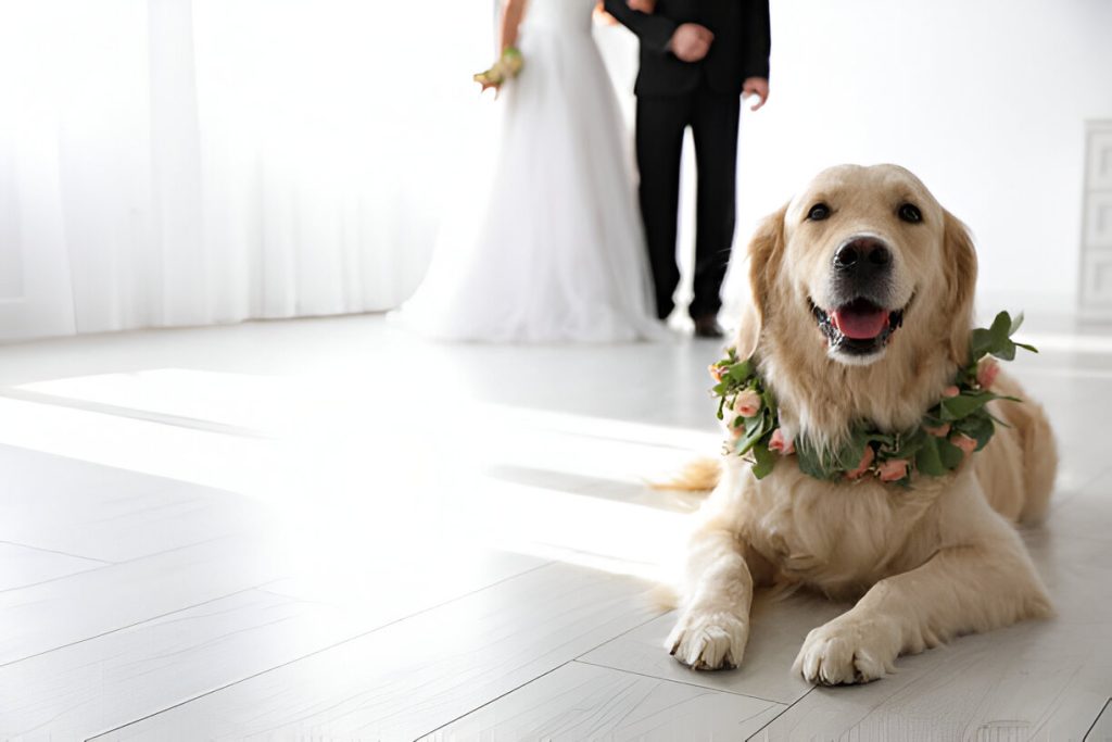 Bodas Con Perros: Cómo Incluir A Tu Amigo - Natalia Salgueiro